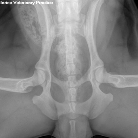 Geelong PennHIP Specialists | Bellarine Veterinary Practice