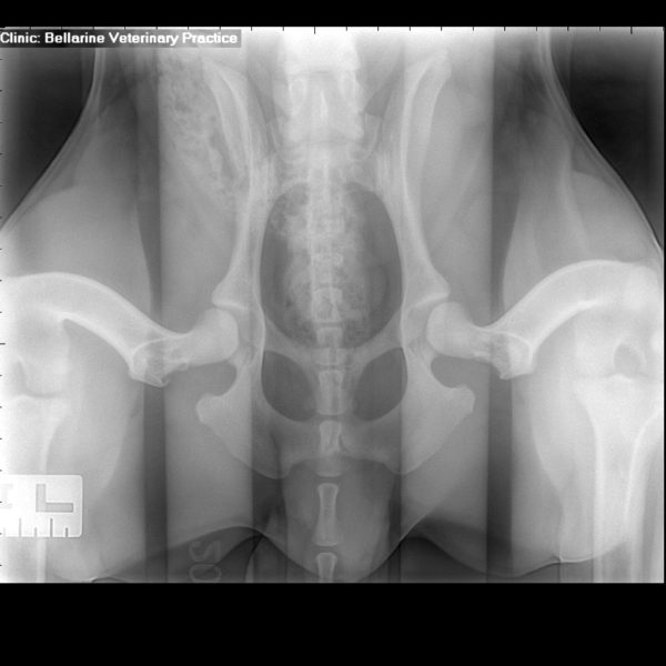 Geelong PennHIP Specialists | Bellarine Veterinary Practice