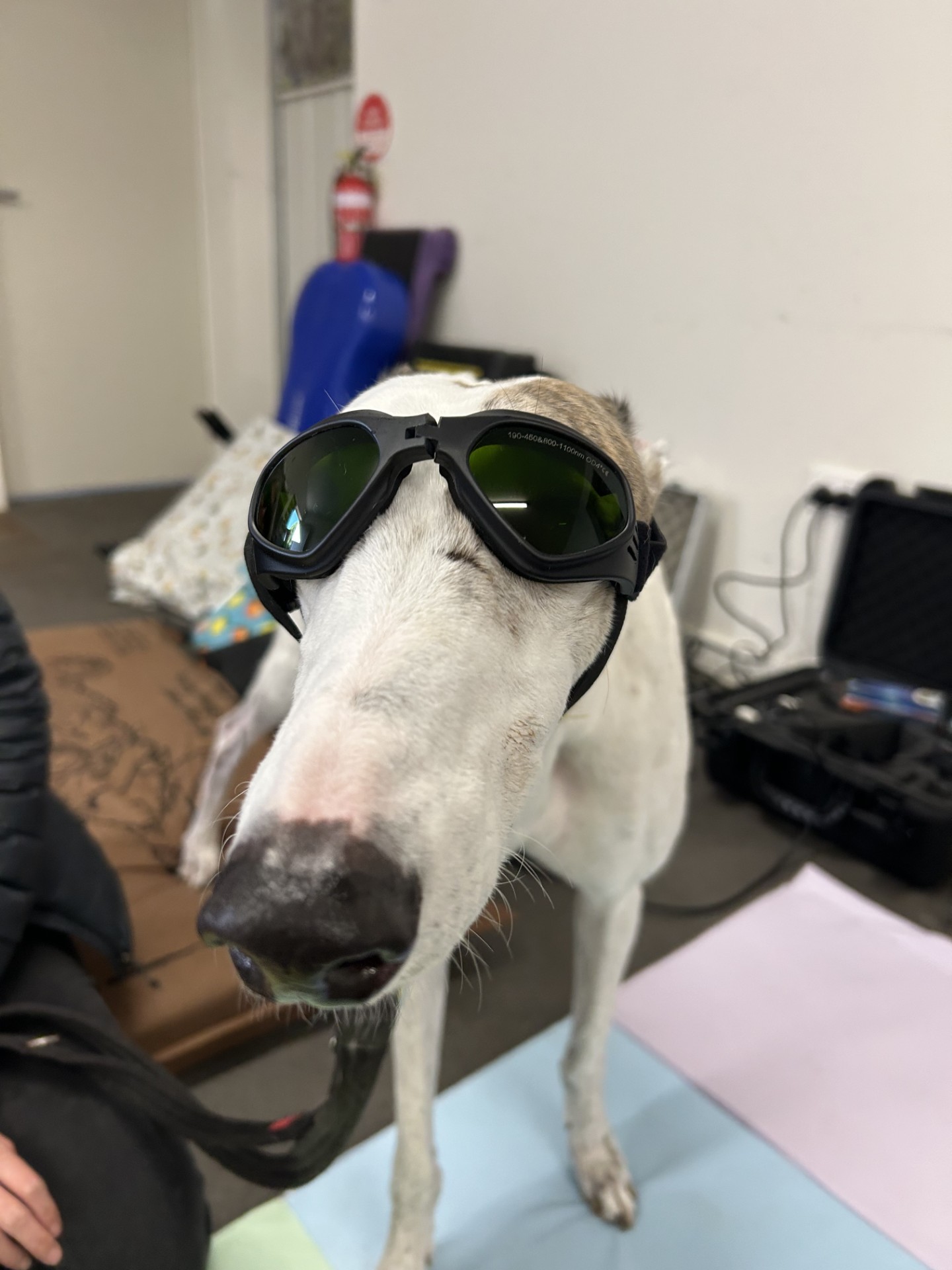 Laser Therapy & Rehabilitation for cats and dogs - Bellarine Veterinary ...